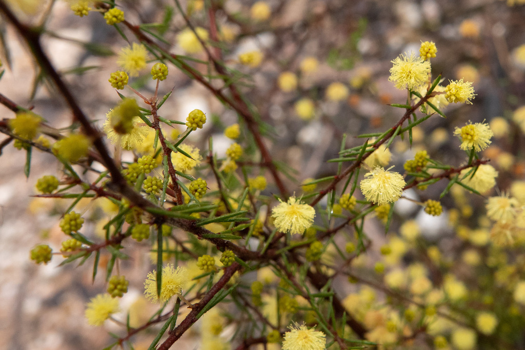 Thin-leaf Wattle from Gower VIC 3451, Australia on September 18, 2022 ...