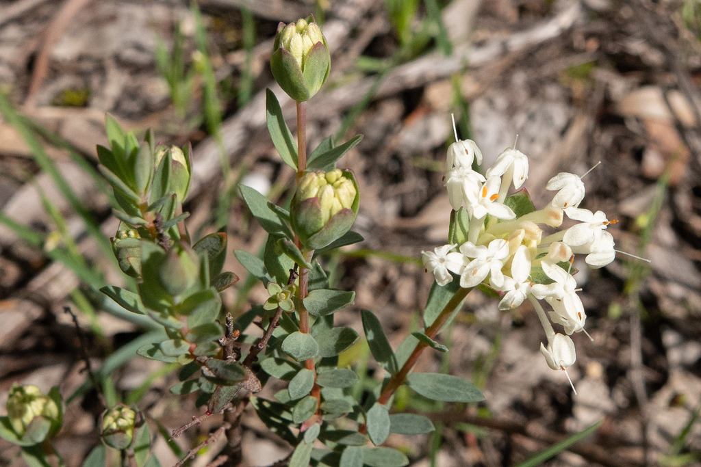 Common Rice-flower from Castlemaine VIC, Australia on September 19 ...
