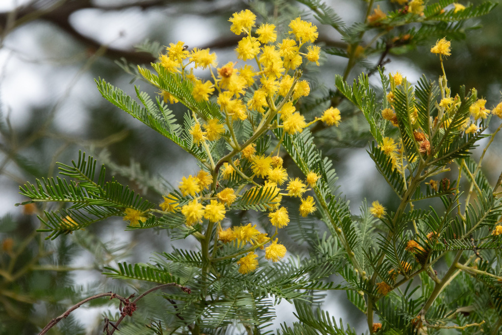 Sydney green wattle from Mount Alexander - C'maine, Victoria, Australia ...