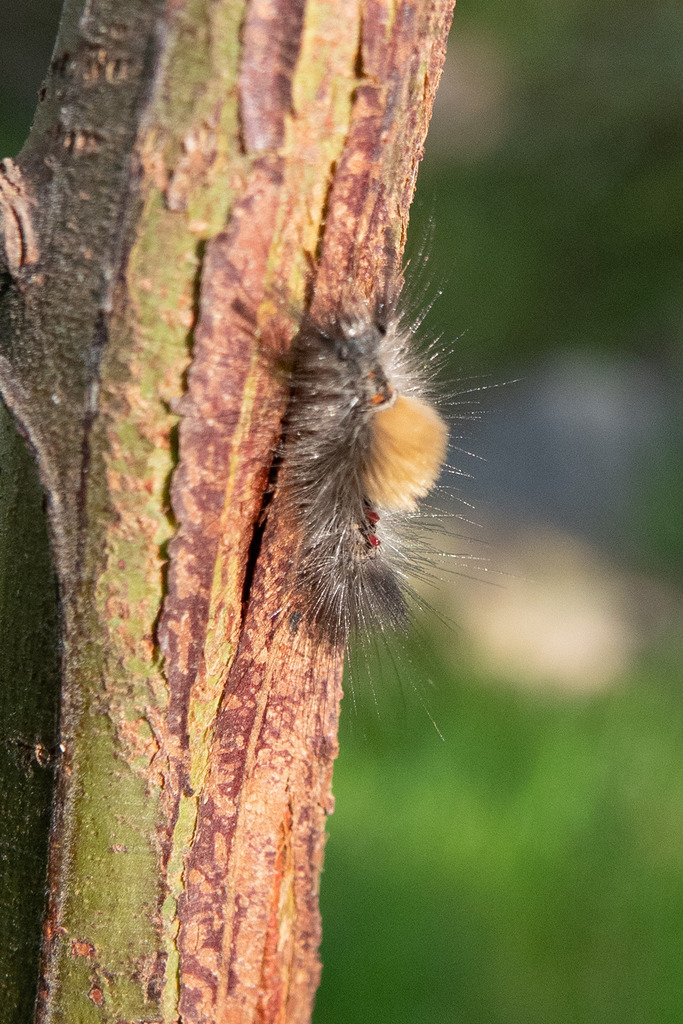 Painted apple moth from Castlemaine VIC, Australia on September 20 ...