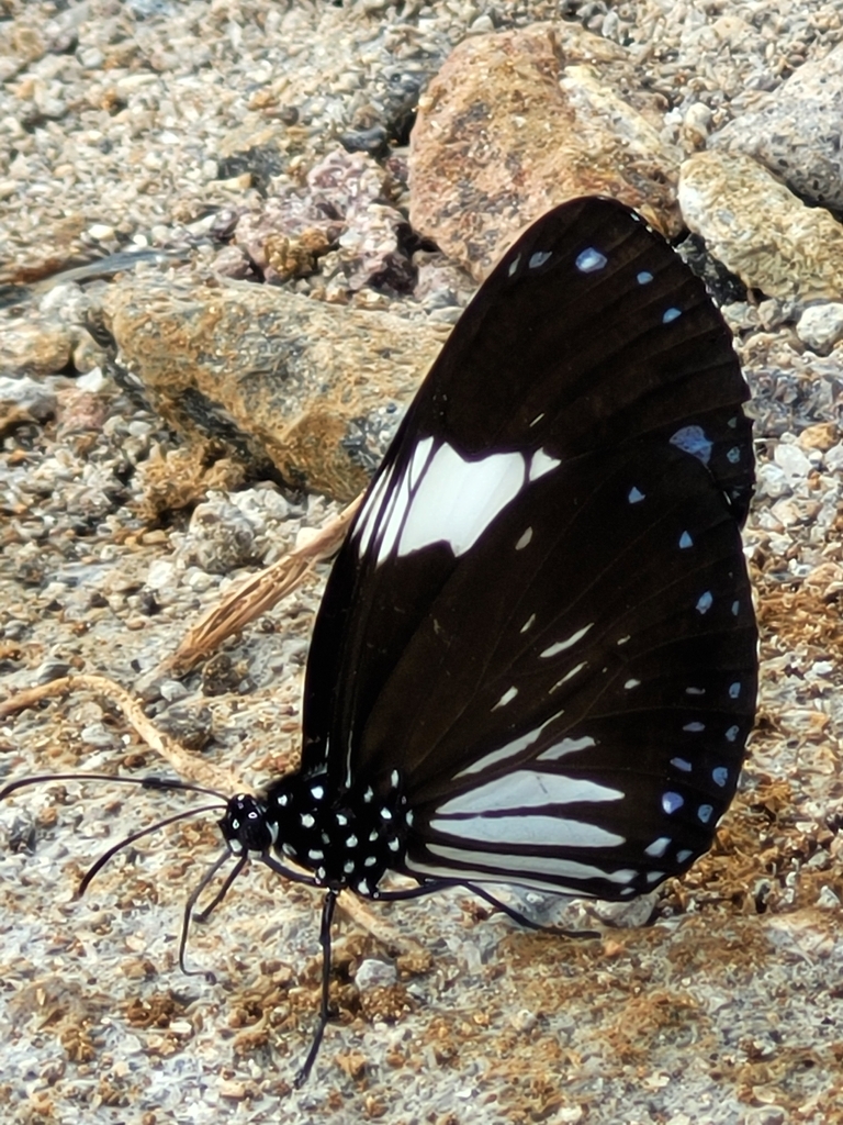Magpie Crow Butterfly from Tapanuli Selatan, ID-SU, ID on November 30 ...