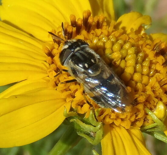 Copestylum marginatum from Big Bend National Park, Brewster County, TX ...