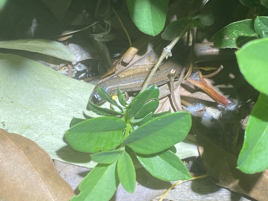 Two-toed Earless Skink in November 2022 by Tristak87 · iNaturalist