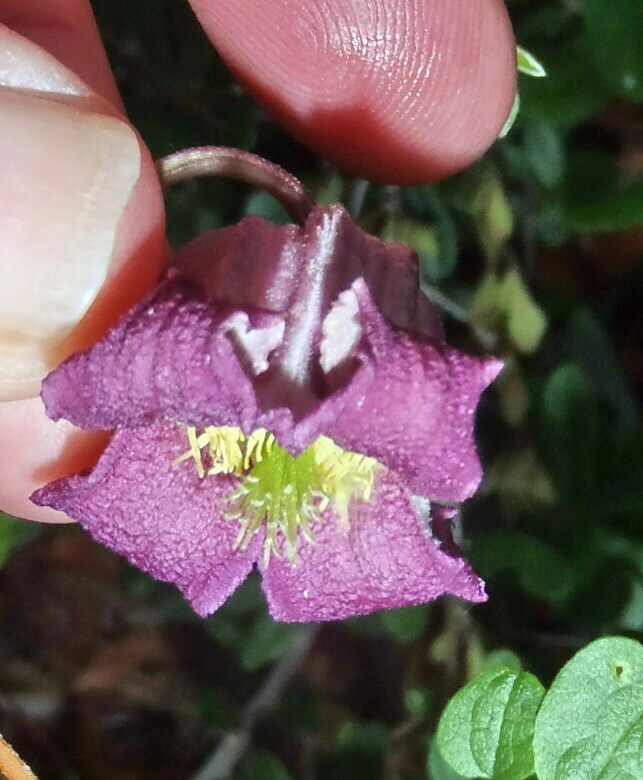 Clematis pitcheri dictyota from Big Bend National Park, Brewster County ...