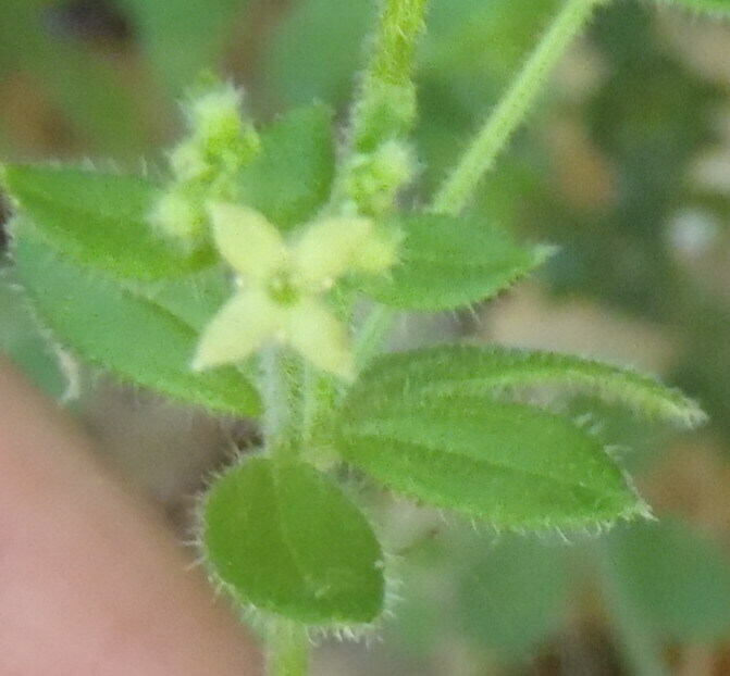 bedstraws from Big Bend National Park, Brewster County, TX, USA on May ...