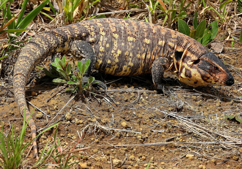 Yellow Tegu from Rodovia GO 206 s/n Chapadão do Céu, GO, 75828-000 ...