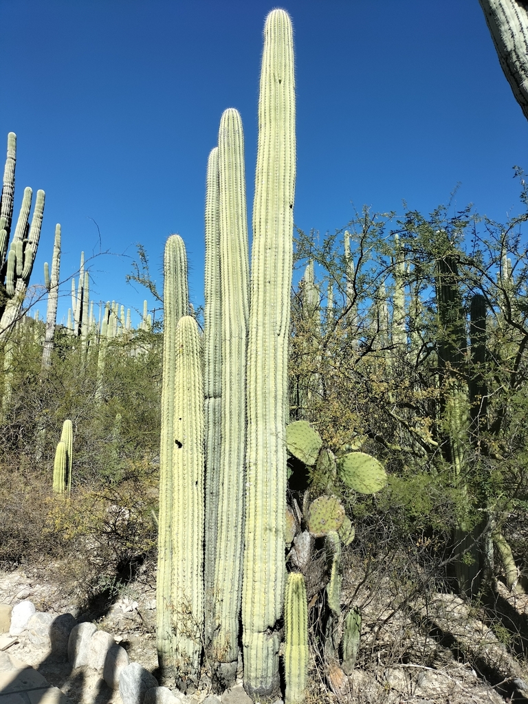 Cardón tetecho desde 75872 Pue., México el miércoles, 23 de noviembre ...