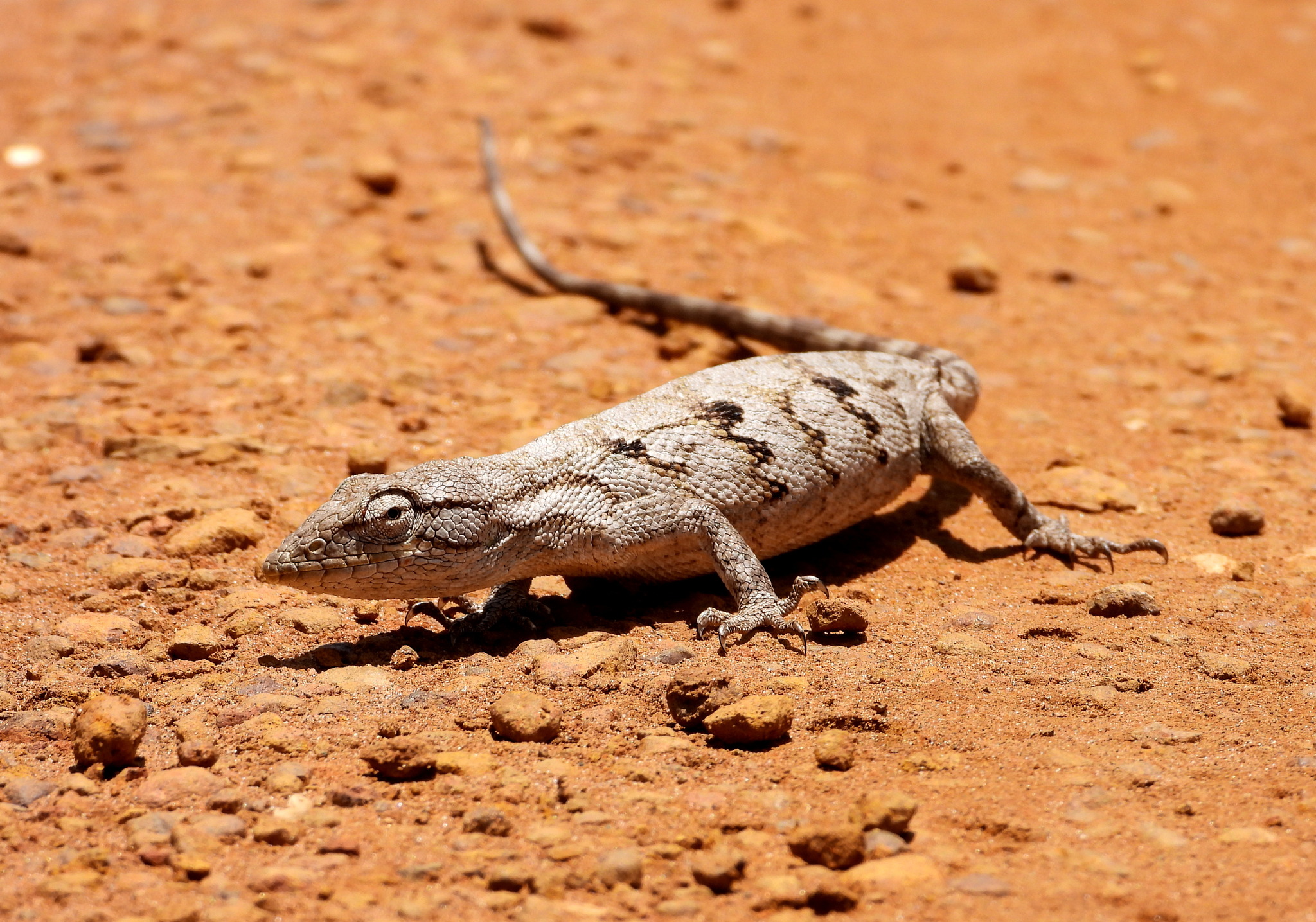 Polychrus acutirostris Spix, 1825