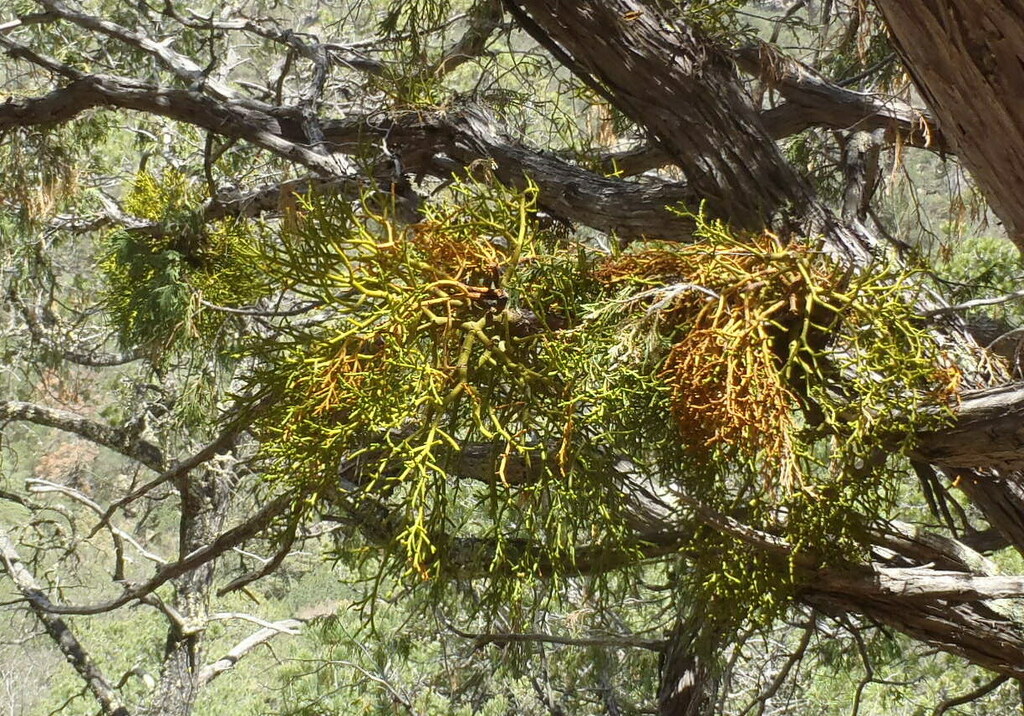 Juniper Mistletoe from Big Bend National Park, Brewster County, TX, USA ...