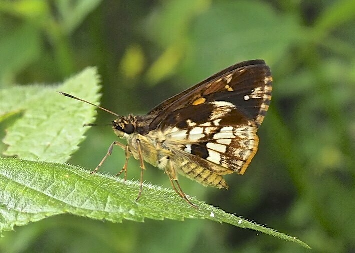 Bright Pathfinder from Bushenyi, Uganda on June 11, 2022 at 08:12 AM by ...