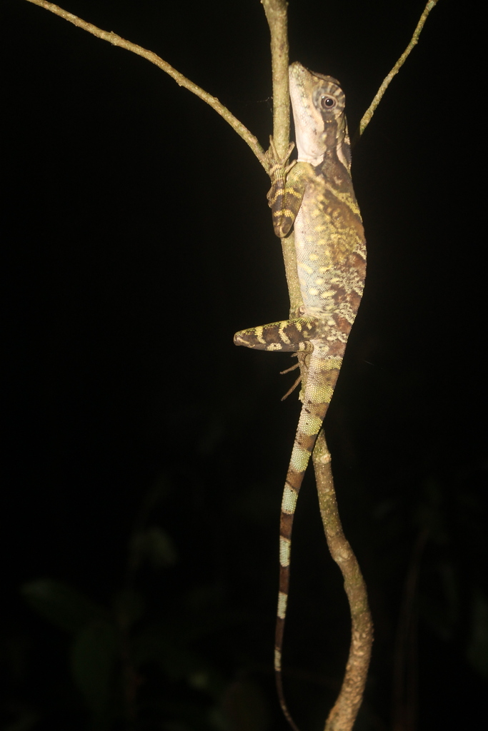 Malayan Crested Lizard from Wisata Alam Riam Angan Angan Tembawang on ...