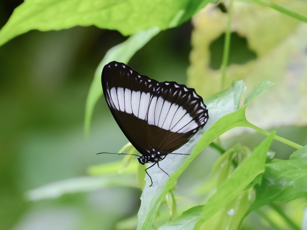 Zethera pimplea from Dolores, Quezon, Philippines on October 24, 2011 ...