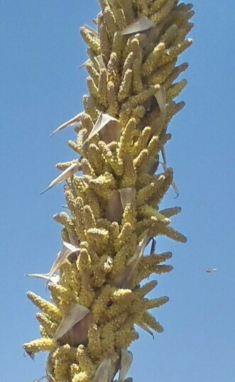 Smooth Sotol from Big Bend National Park, Brewster County, TX, USA on ...