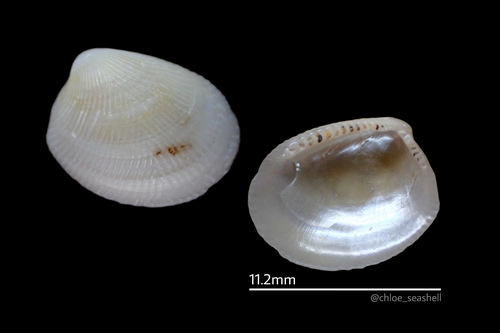 Acila insignis · iNaturalist