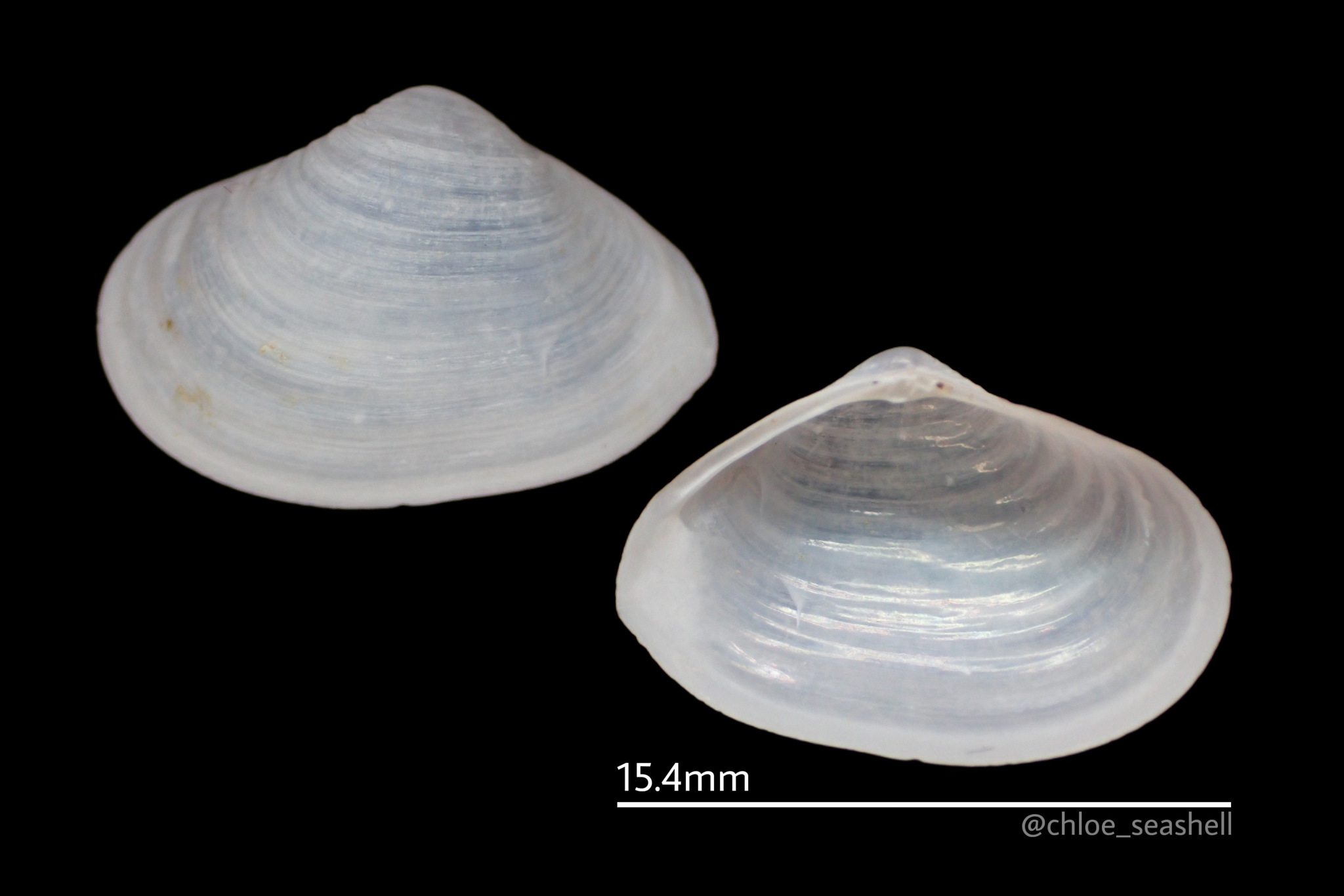 Raeta pulchella (A.Adams & Reeve, 1850)