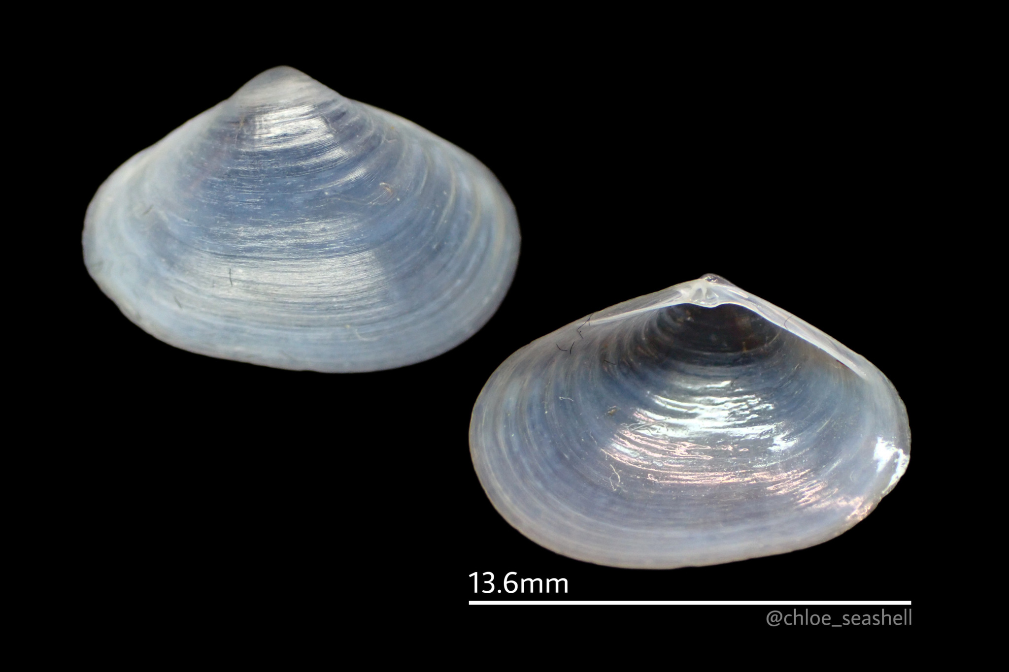 Raeta pulchella (A.Adams & Reeve, 1850)