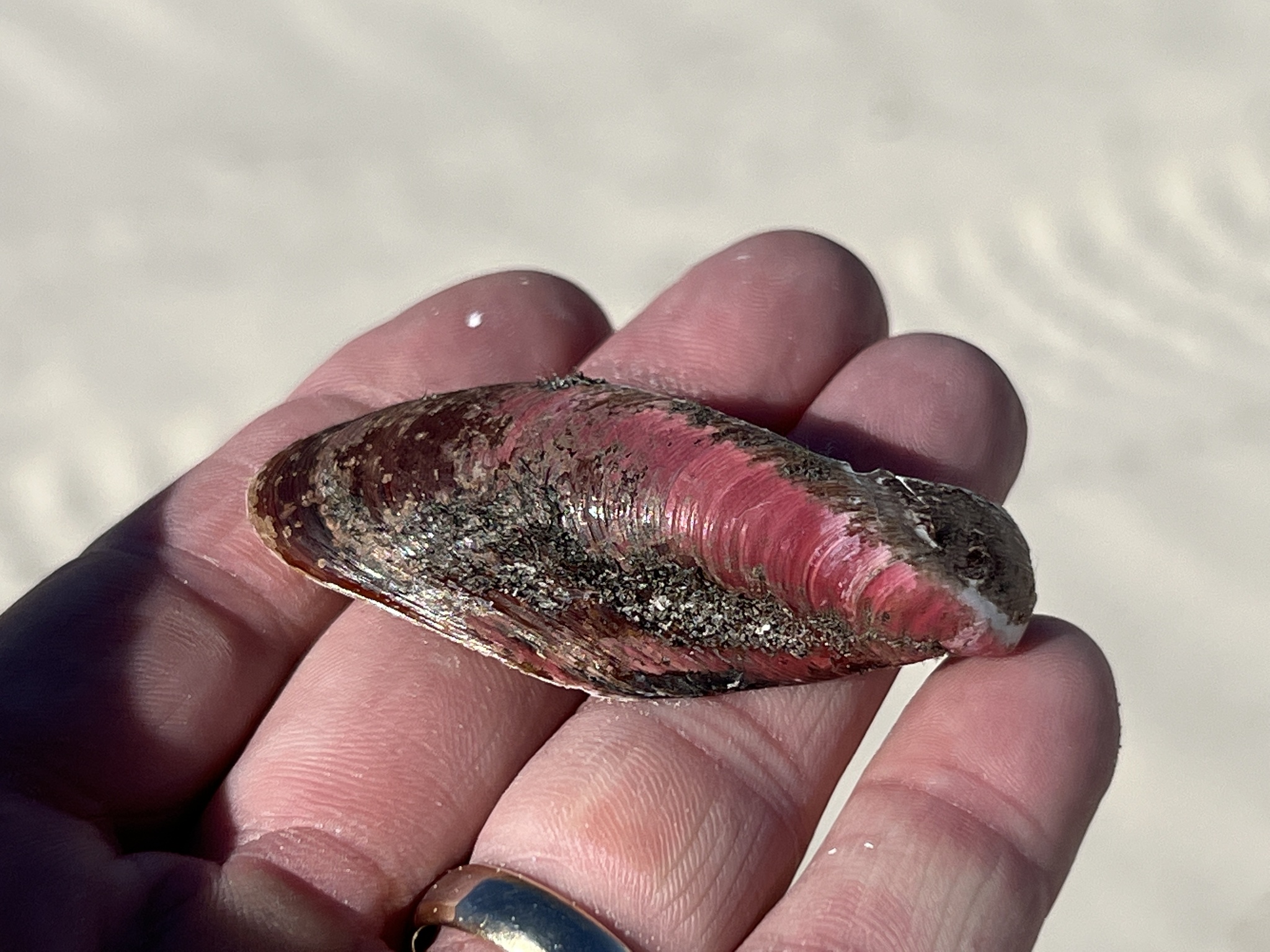 Modiolus americanus Leach, 1815