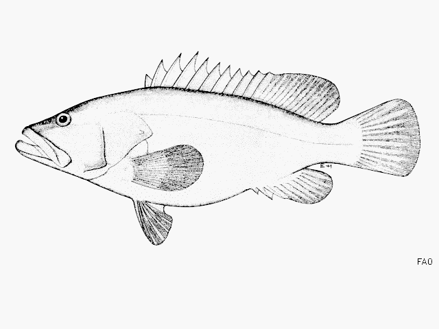 Seamount Grouper (Epinephelus suborbitalis) - Marine Life Identification