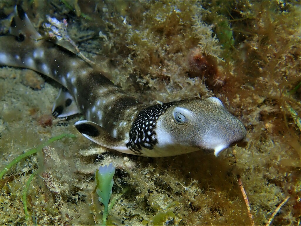 Typical Carpetsharks (Parascyllium) - Marine Life Identification