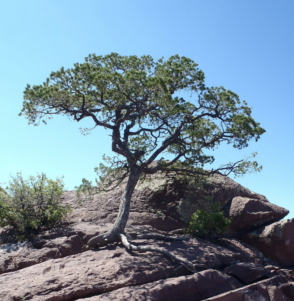 Mexican pinyon from Big Bend National Park, Brewster County, TX, USA on ...