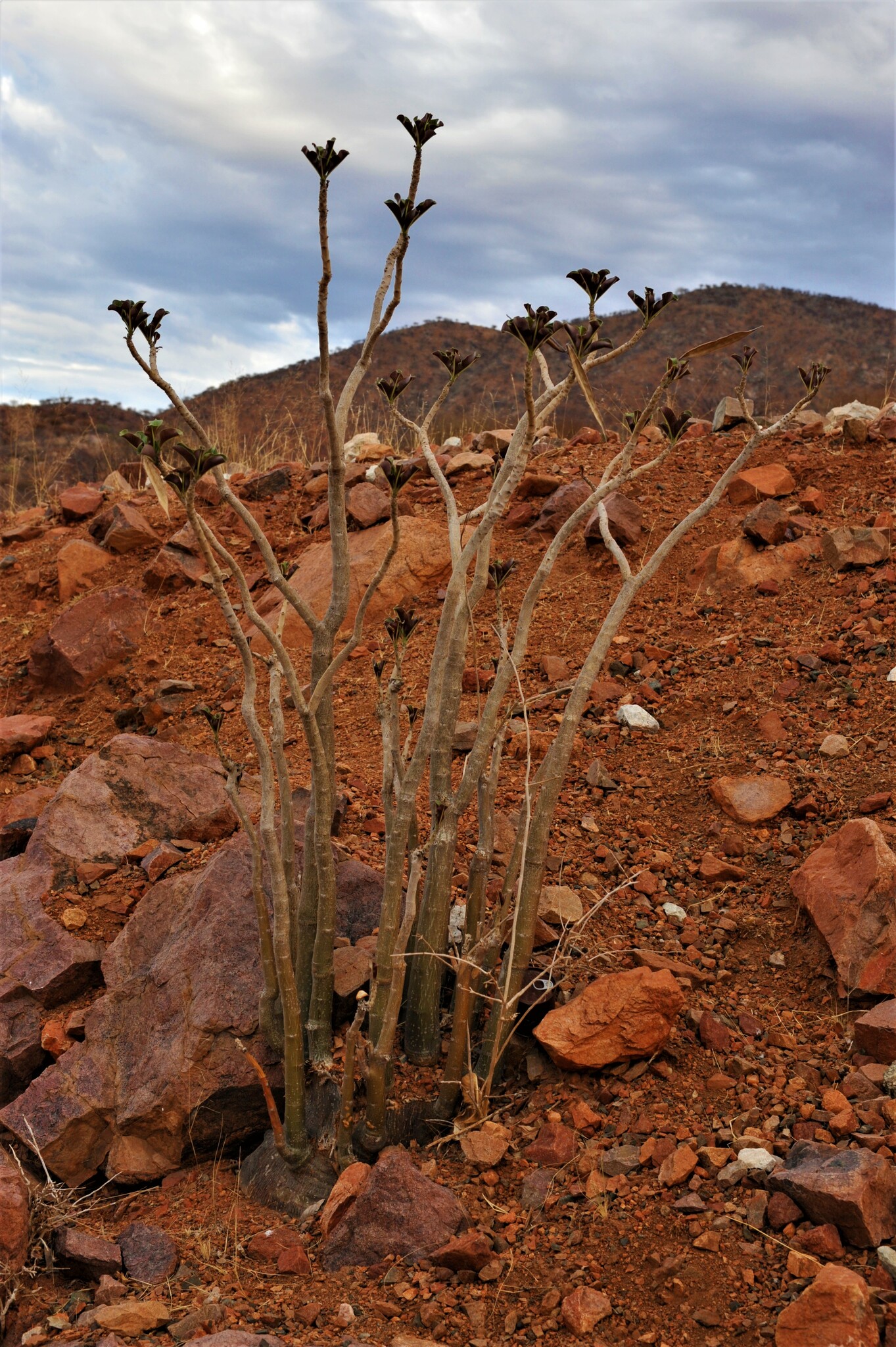 Adenium obesum subsp. boehmianum (Schinz) G.D.Rowley