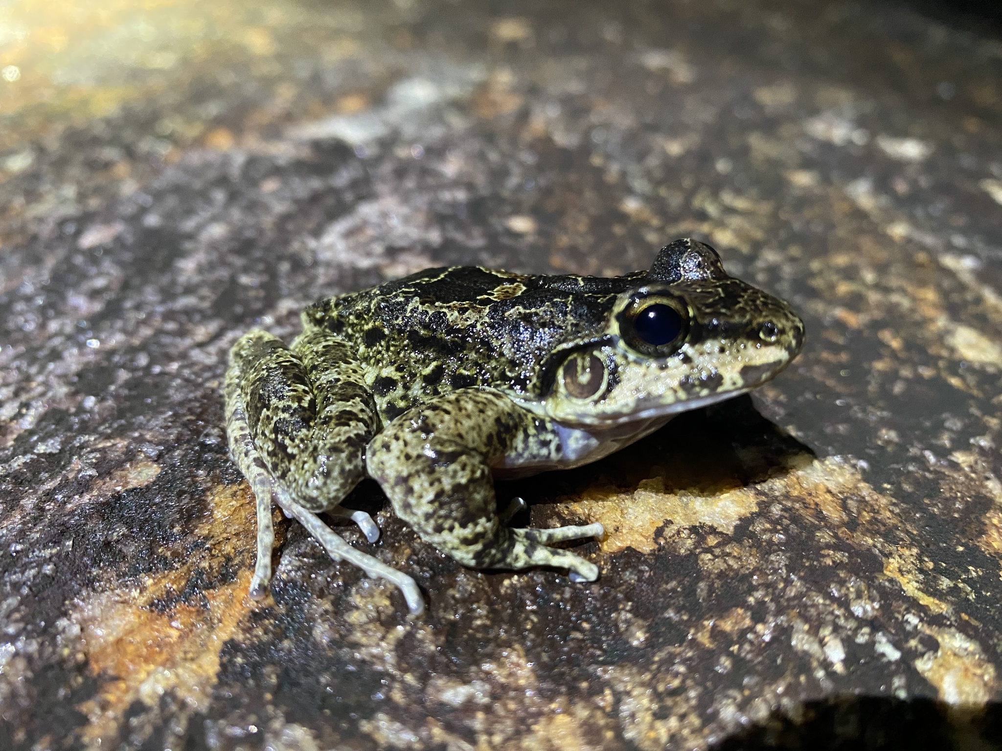 Thoropa miliaris (Spix, 1824)