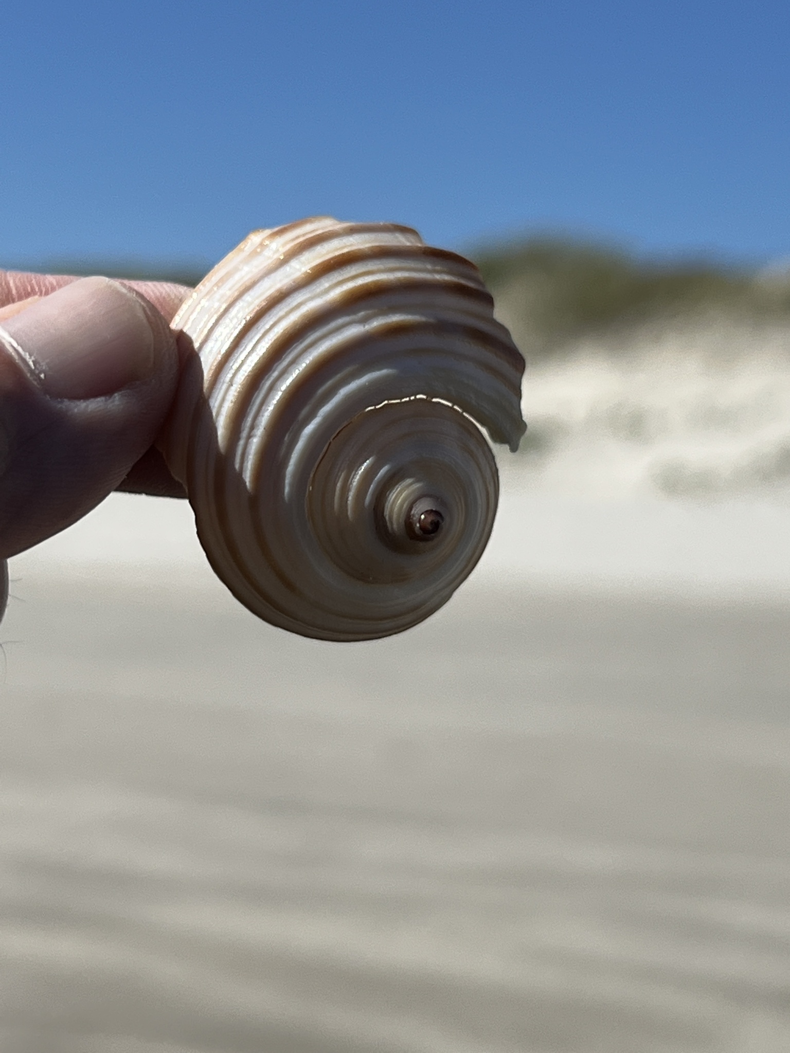 Tonna galea (Linnaeus, 1758)