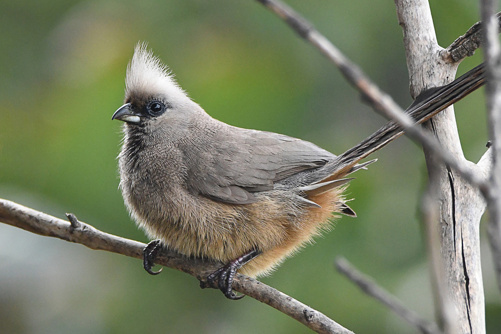 Speckled Mousebird (Enseleni Nature Reserve - Animals) · iNaturalist