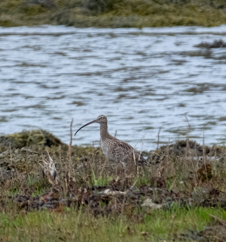 Eurasian Curlew from Northern Ireland, GB on September 09, 2018 at 08: ...