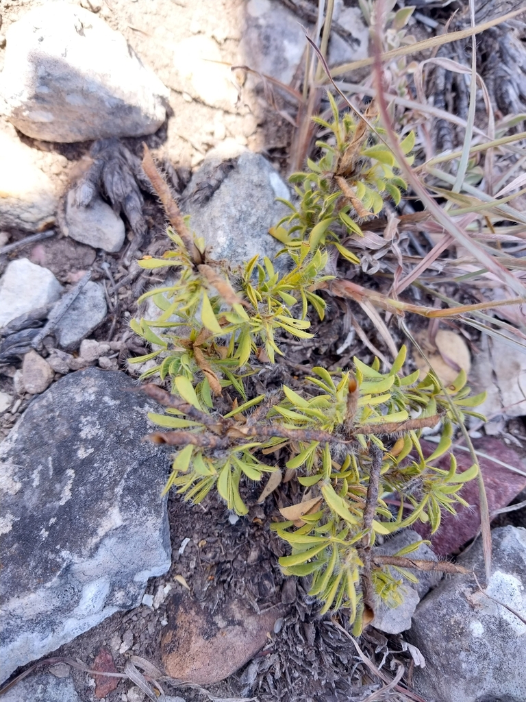 Addo SIlverpod in November 2022 by Sibahle Precious Gumede · iNaturalist