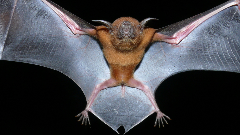 Lesser Bulldog Bat from Autazes - AM, 69240-000, Brasil on December 8 ...