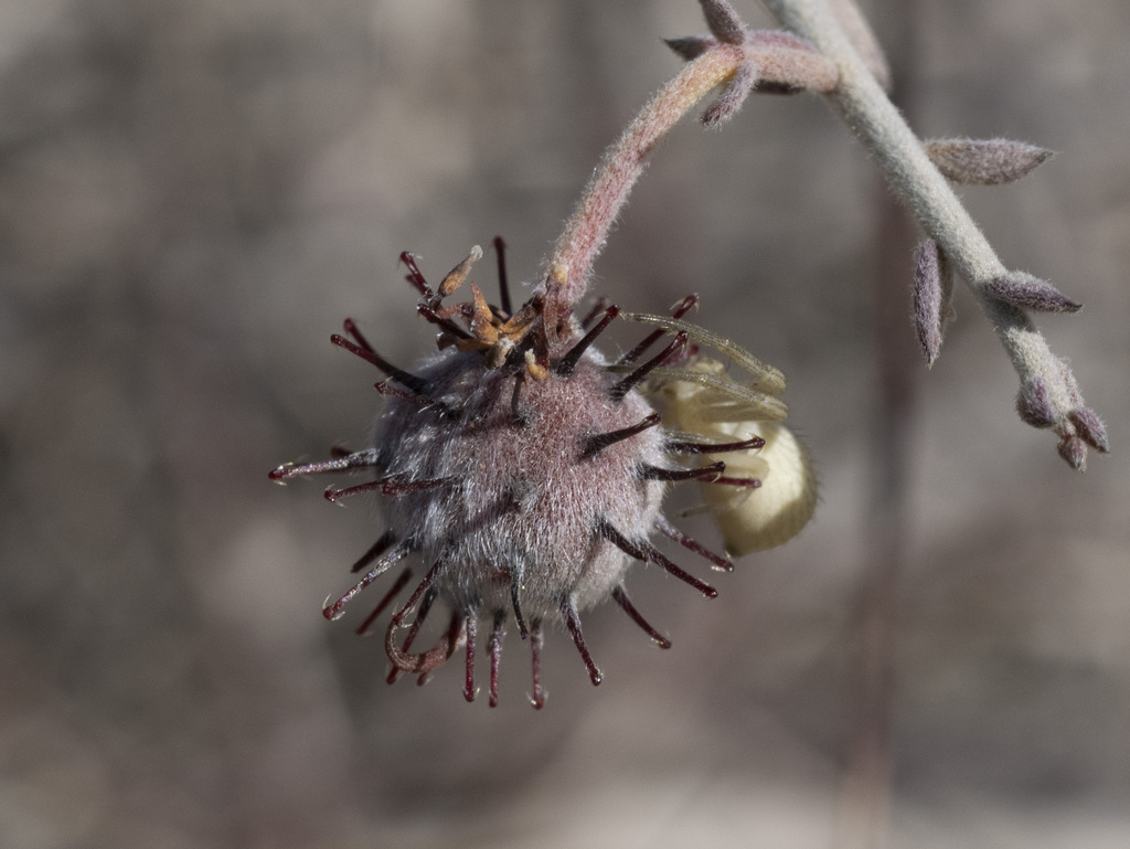 White Rhatany from San Diego County, CA, USA on November 28, 2022 at 09 ...