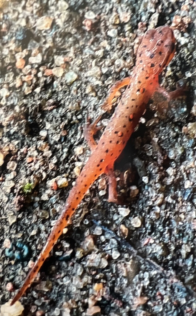 Eastern Newt from Opelika, AL, US on November 29, 2022 at 07:51 AM by ...