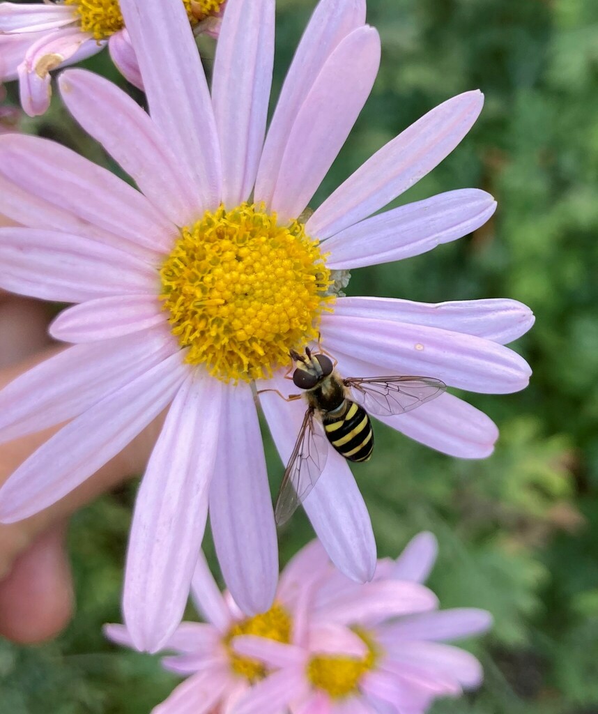 Syrphini from Douglasdale, Calgary, AB T2Z, Canada on October 05, 2022 ...