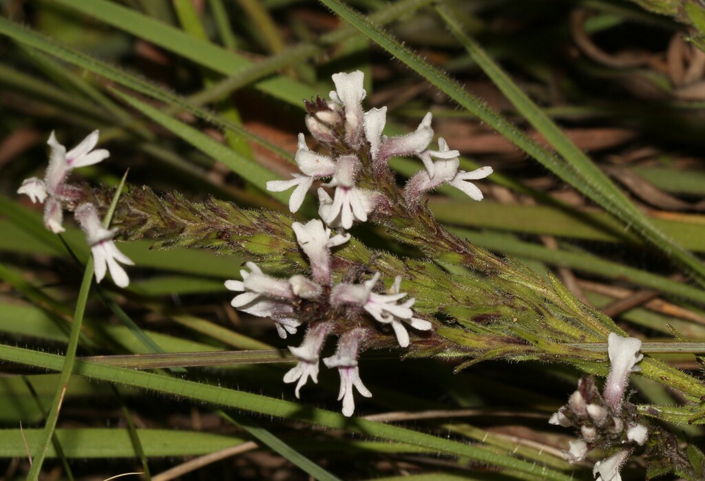 Small Pink Witchweed from Verlorenkloof, MP on November 26, 2022 at 06: ...