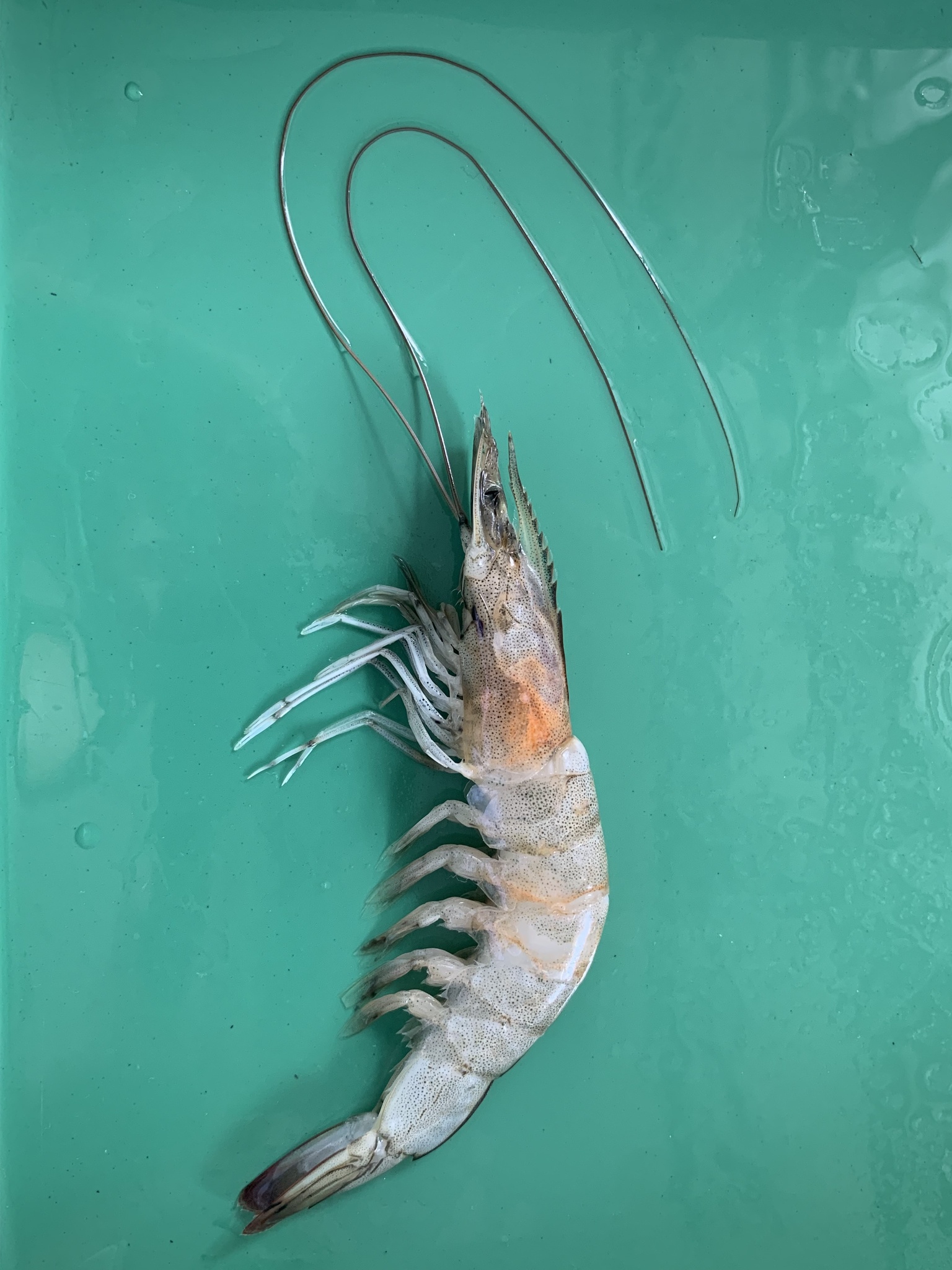 Penaeus merguiensis De Man, 1888