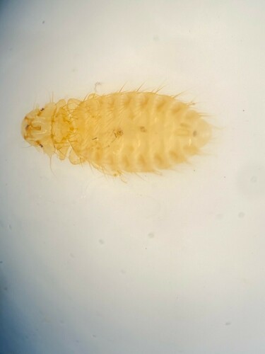 Poultry Shaft Louse (Menopon gallinae)