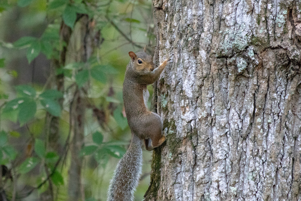 Eastern Gray Squirrel from Columbia County, US-GA, US on September 08 ...