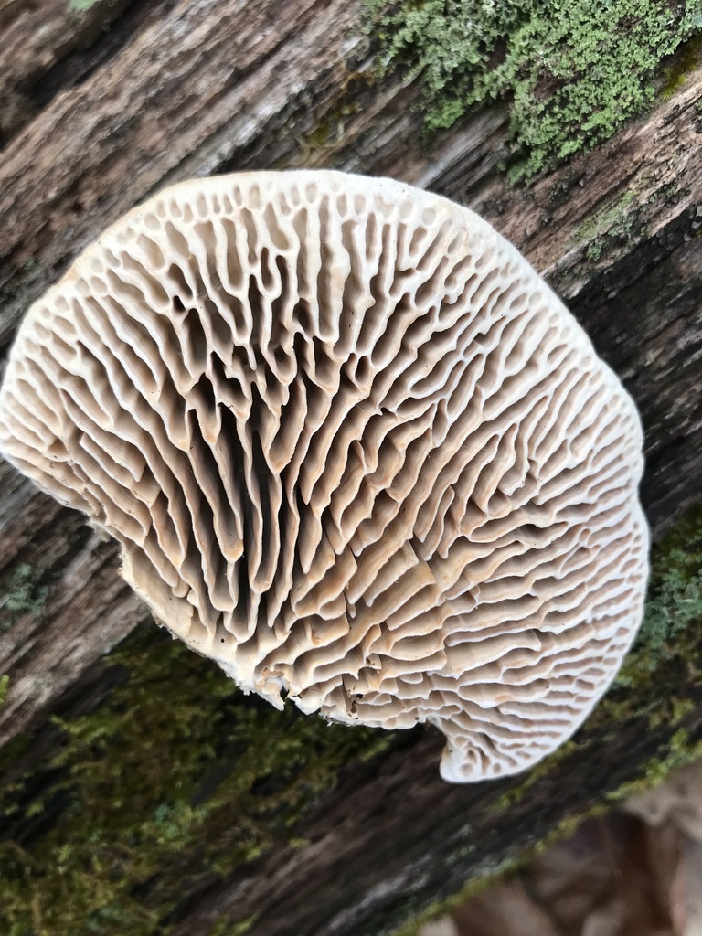 Oak mazegill from Higganum, CT, US on November 29, 2022 at 12:57 PM by ...