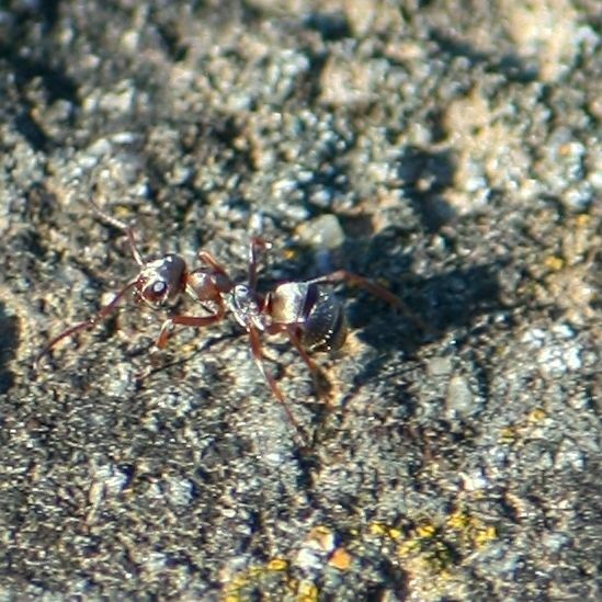 Wood, Mound, and Field Ants in October 2022 by vadmese · iNaturalist