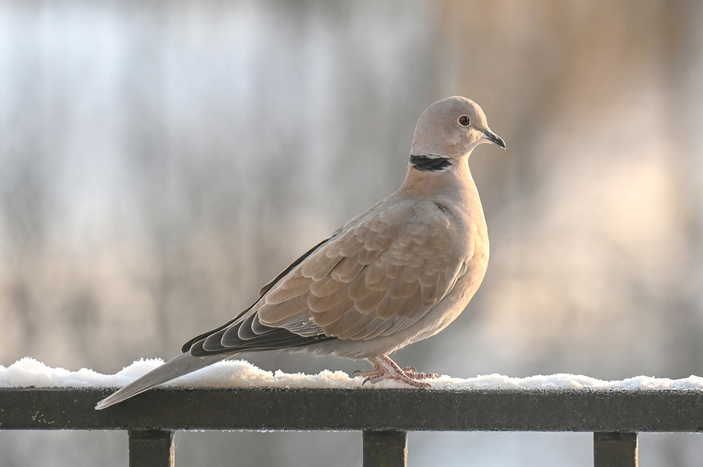 Eurasian Collared-Dove from Троицкий Адм. округ, Москва, Россия on ...
