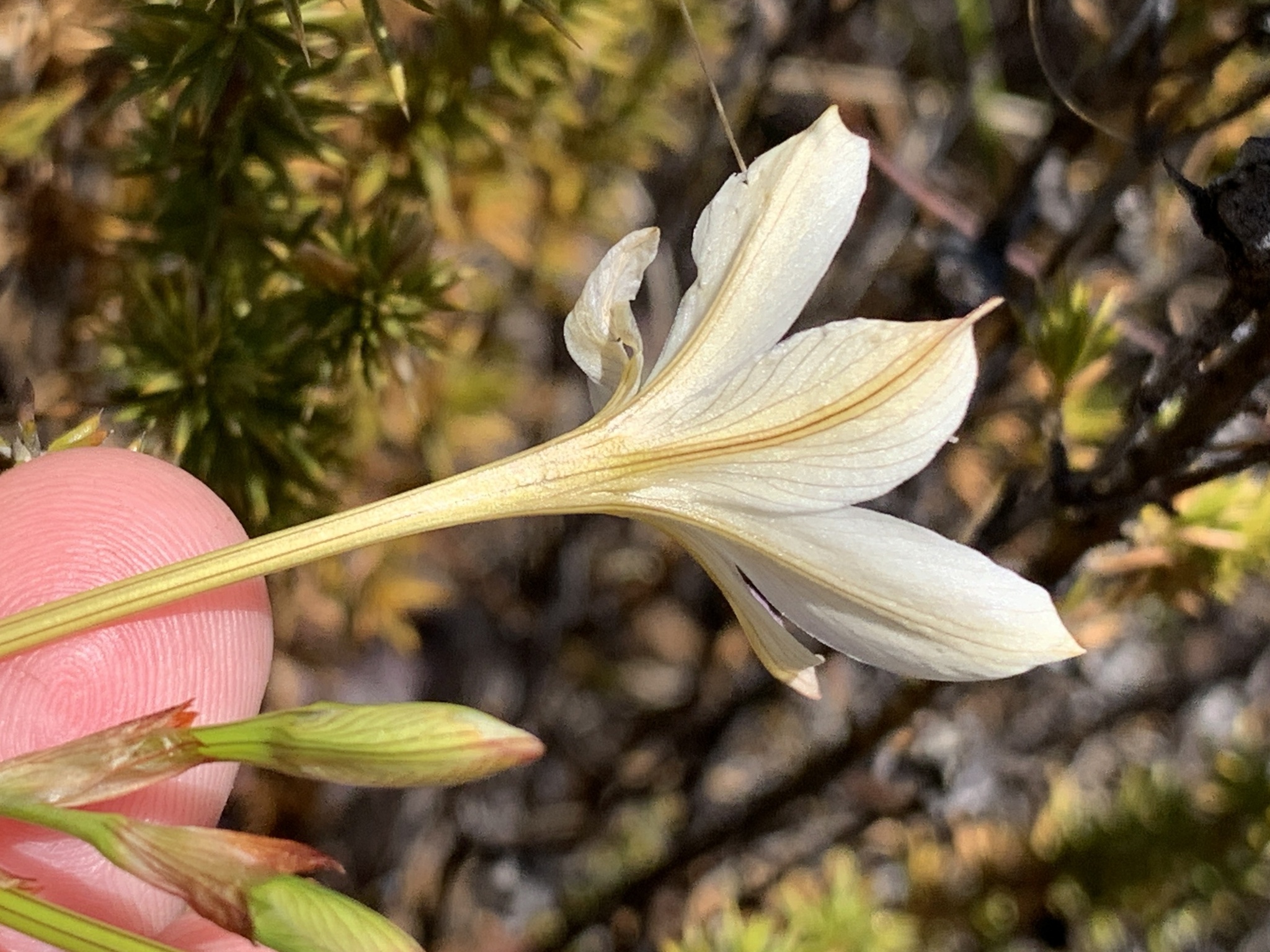 Tritonia bakeri subsp. bakeri