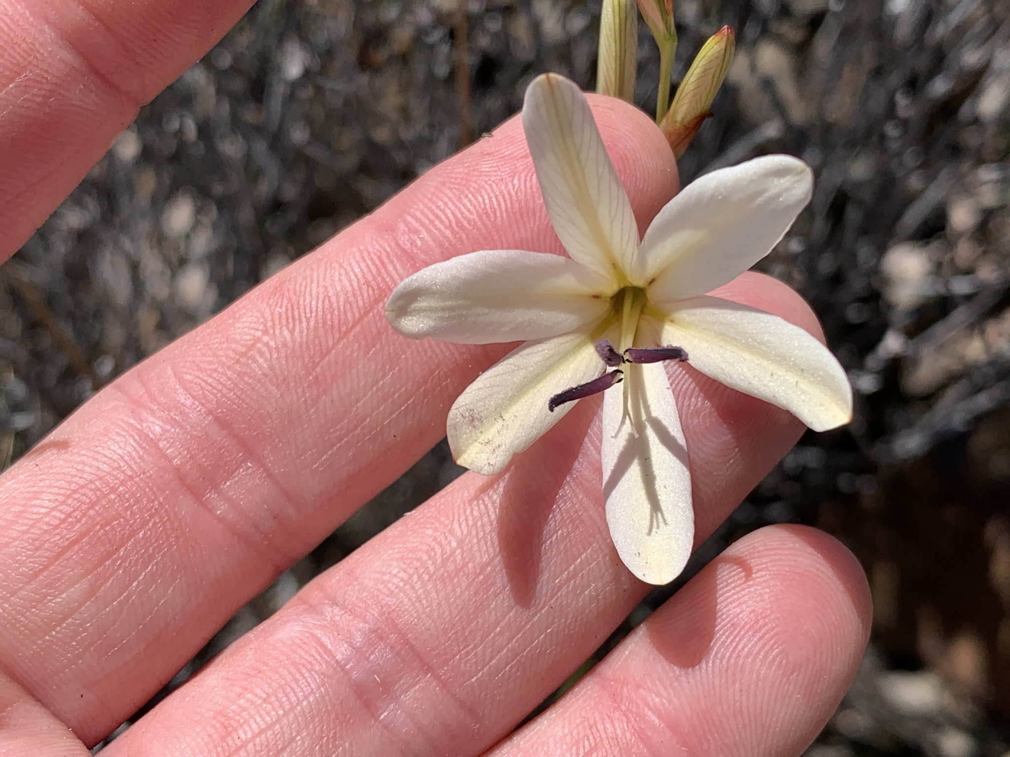 Tritonia bakeri subsp. bakeri