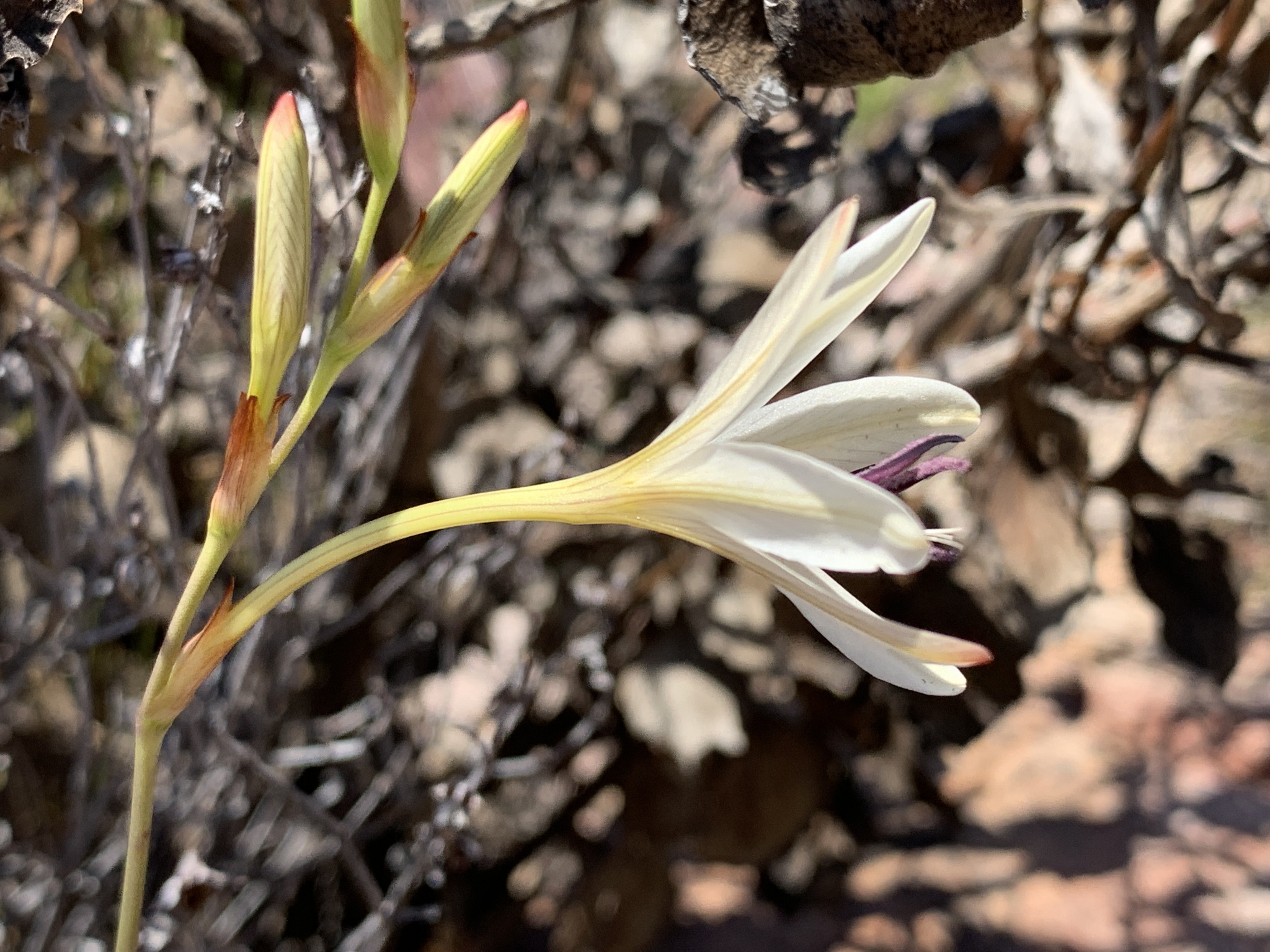 Tritonia bakeri subsp. bakeri