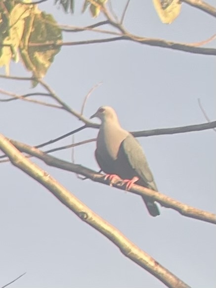 Ducula pinon (Gaimard, 1823)