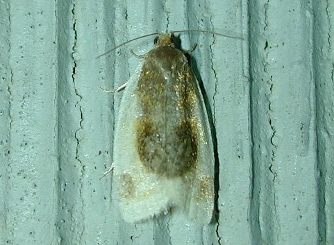 Black-patched Clepsis Moth from Bedford Audubon Society, Katonah, NY ...