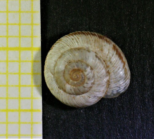 Candidula rhabdotoides · iNaturalist United Kingdom