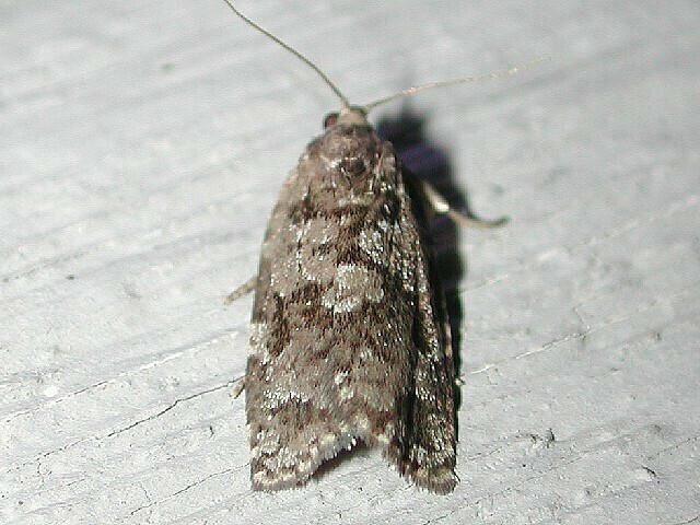 Spruce Budworm Moth from Great Mountain Forest, CT 06058, USA on July 2 ...