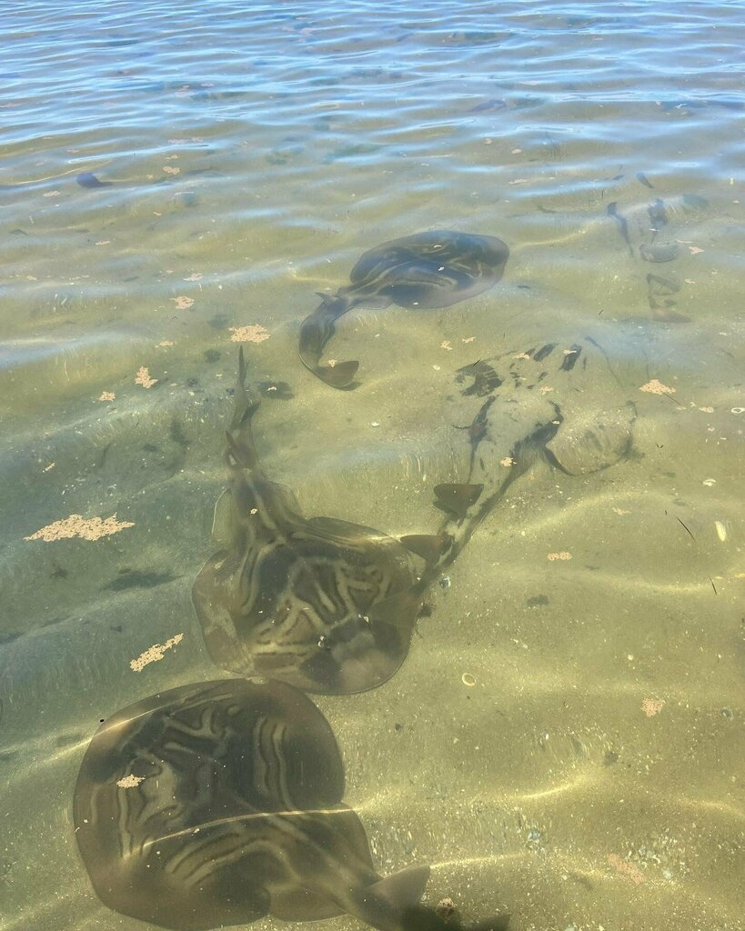 Southern Fiddler from Melbourne VIC, Australia on November 30, 2022 at ...