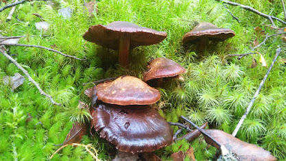 Agaricineae from Wairoa District, Hawke's Bay, New Zealand on June 01 ...